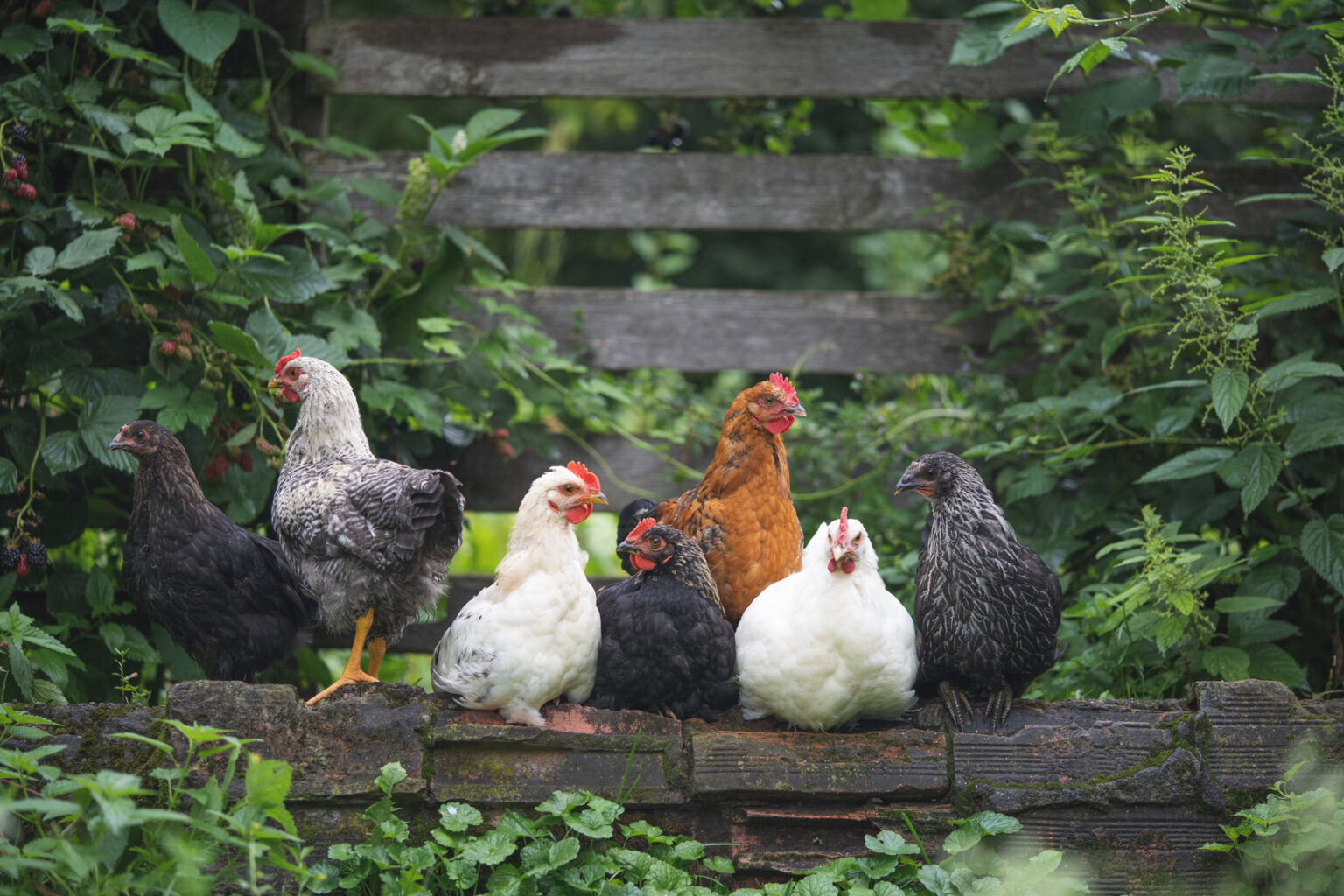 Dealing with Chicken Mortality - Backyard Poultry